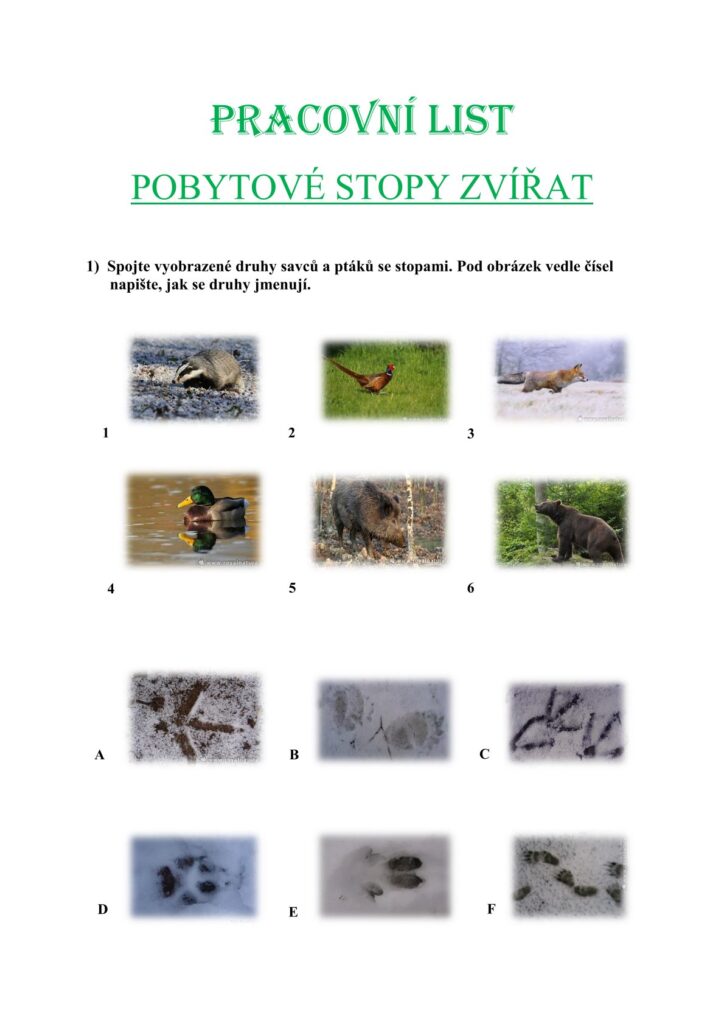 Pracovní list: POBYTOVÉ STOPY ZVÍŘAT – MĚSTSKÉ MUZEUM A KNIHOVNA ČÁSLAV